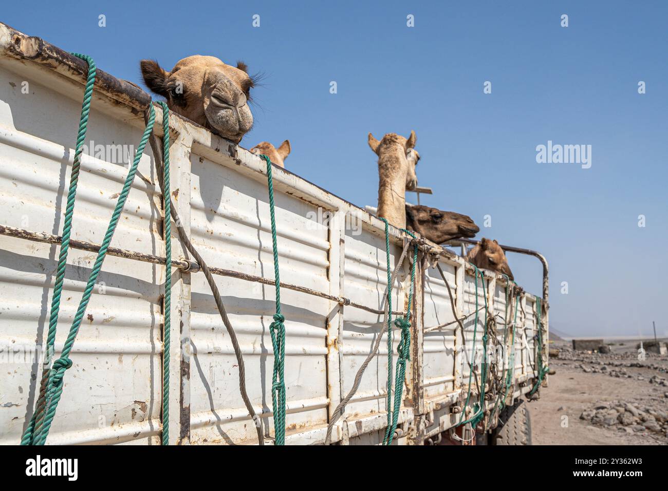 Camel transport on the road from Djibouti to Ethiopia Stock Photo - Alamy