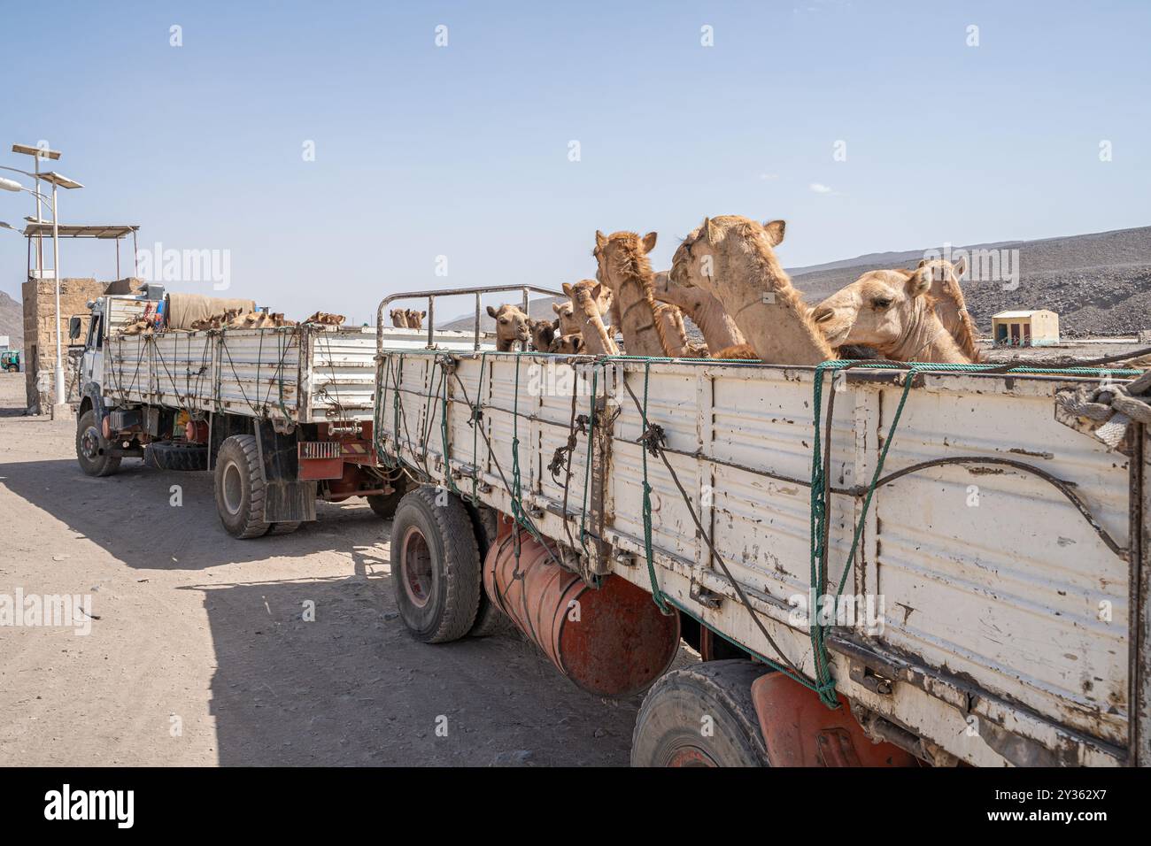Camels loaded on the back of the truck. Border control between Djibouti ...