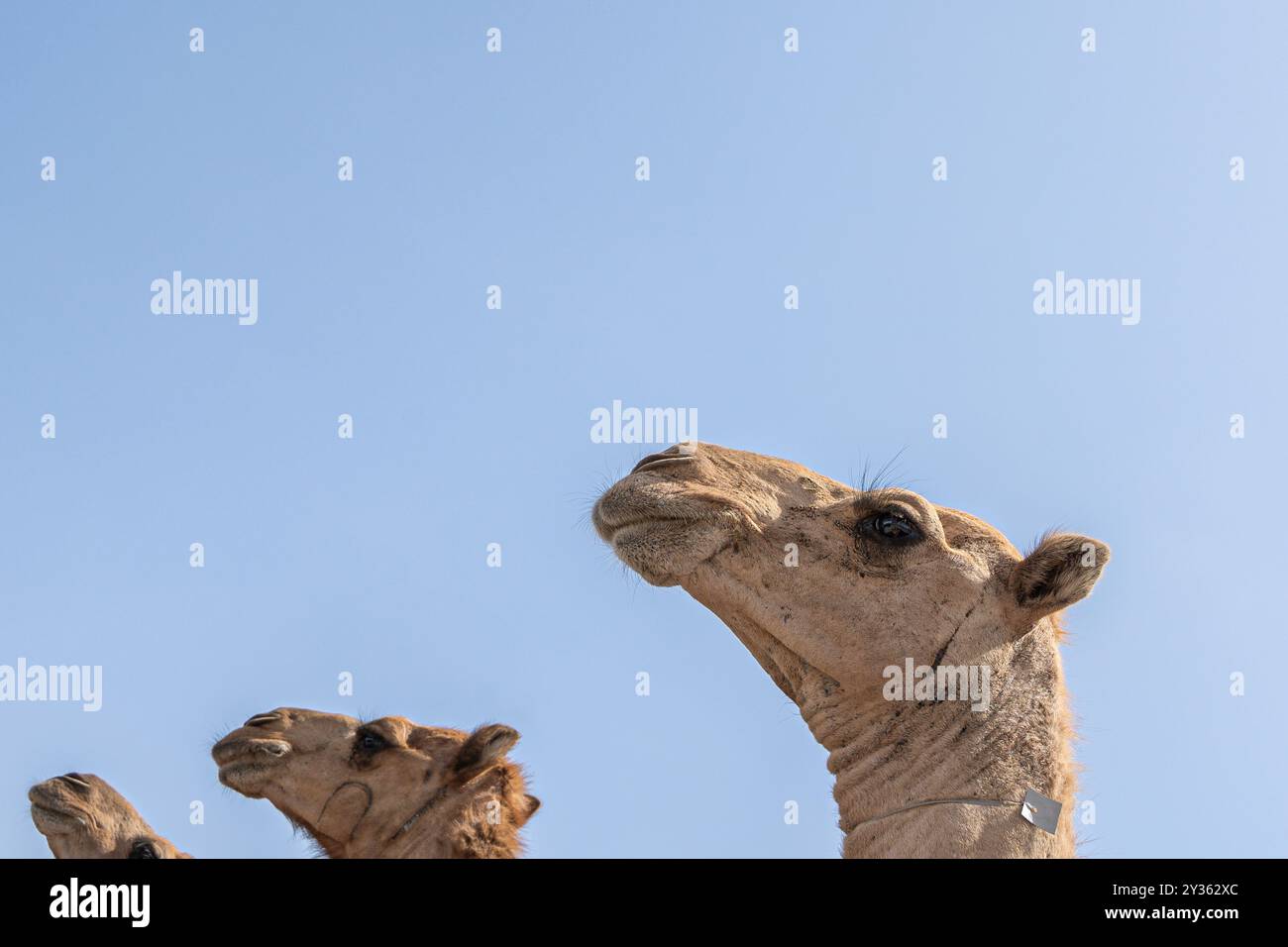 Camel transport on the road from Djibouti to Ethiopia Stock Photo - Alamy