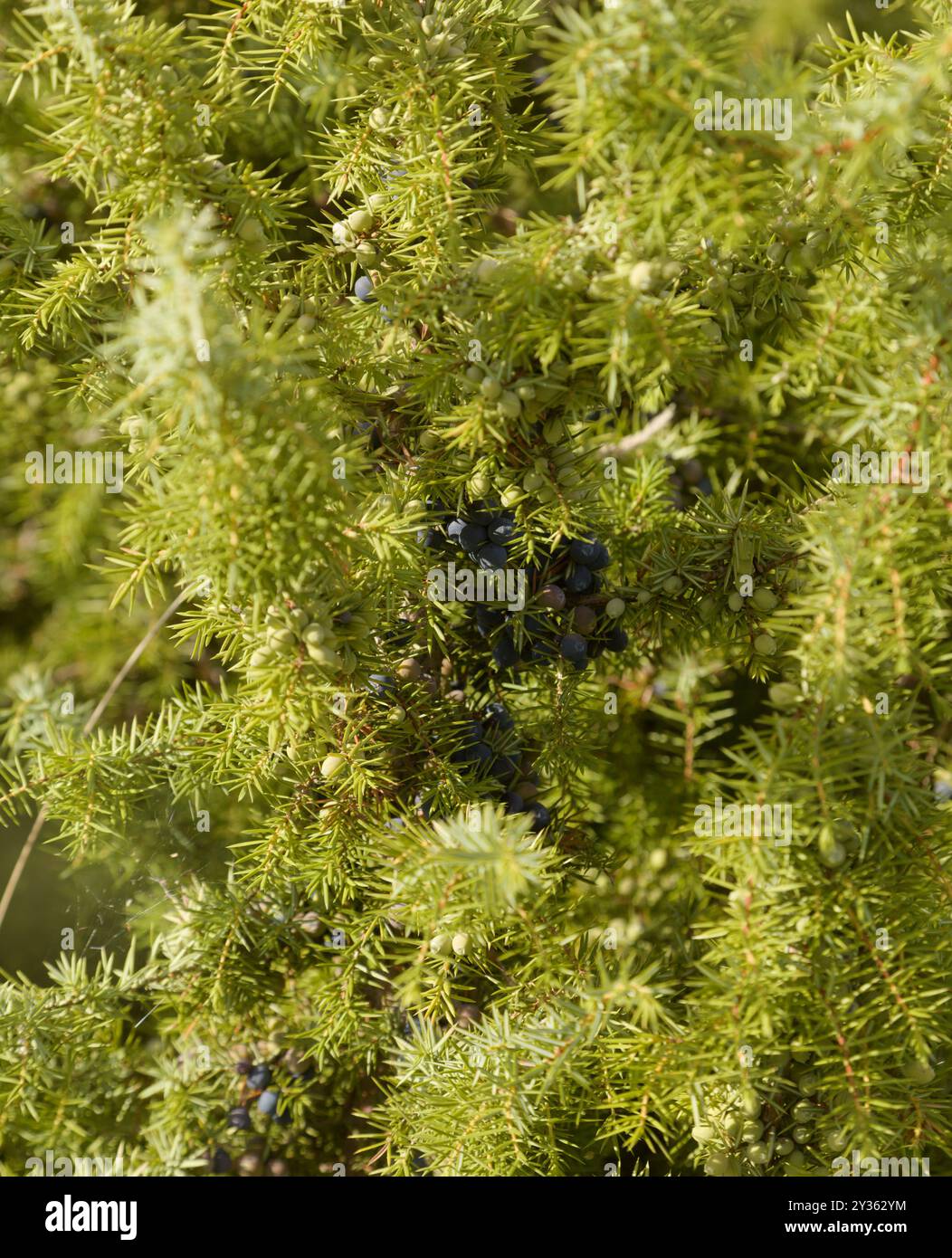 Flora of Spain - Juniperus oxycedrus, prickly juniper Stock Photo - Alamy