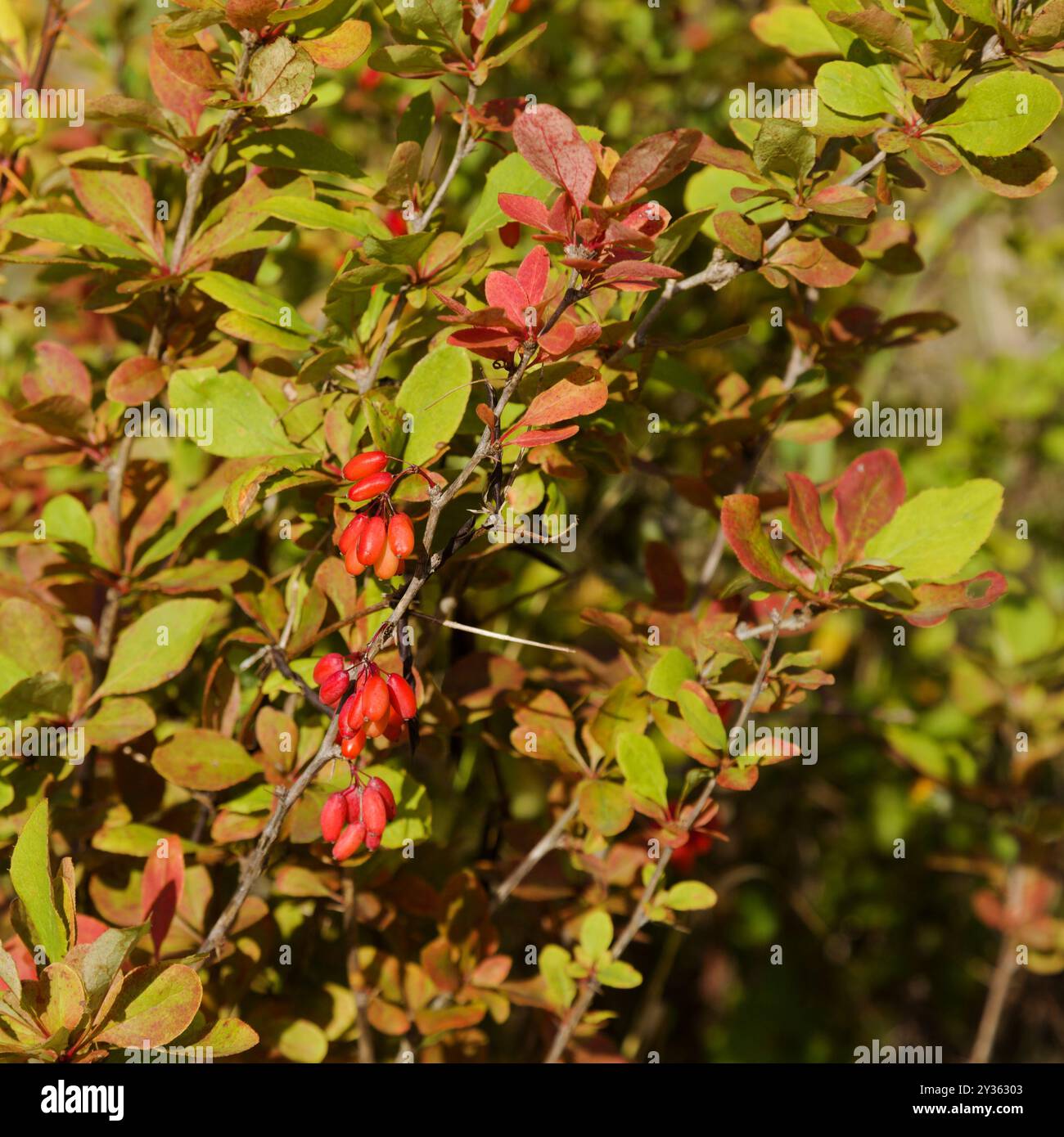 Flora of Spain - Berberis vulgaris, common barberry, with berries in ...