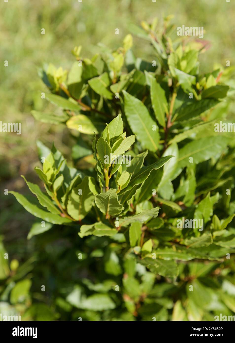 Flora of Spain - Laurus nobilis, bay laurel leaves Stock Photo - Alamy