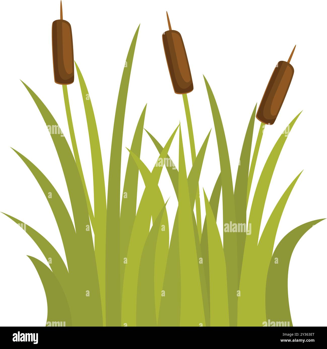 Three cattails growing out of a patch of swamp grass Stock Vector Image ...