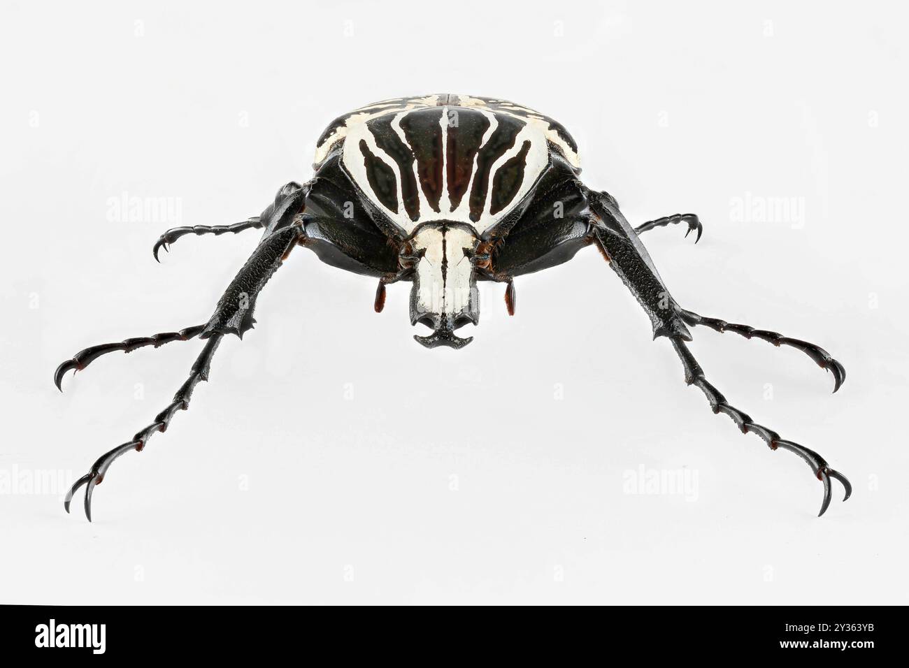 Goliath beetle hi-res stock photography and images - Alamy