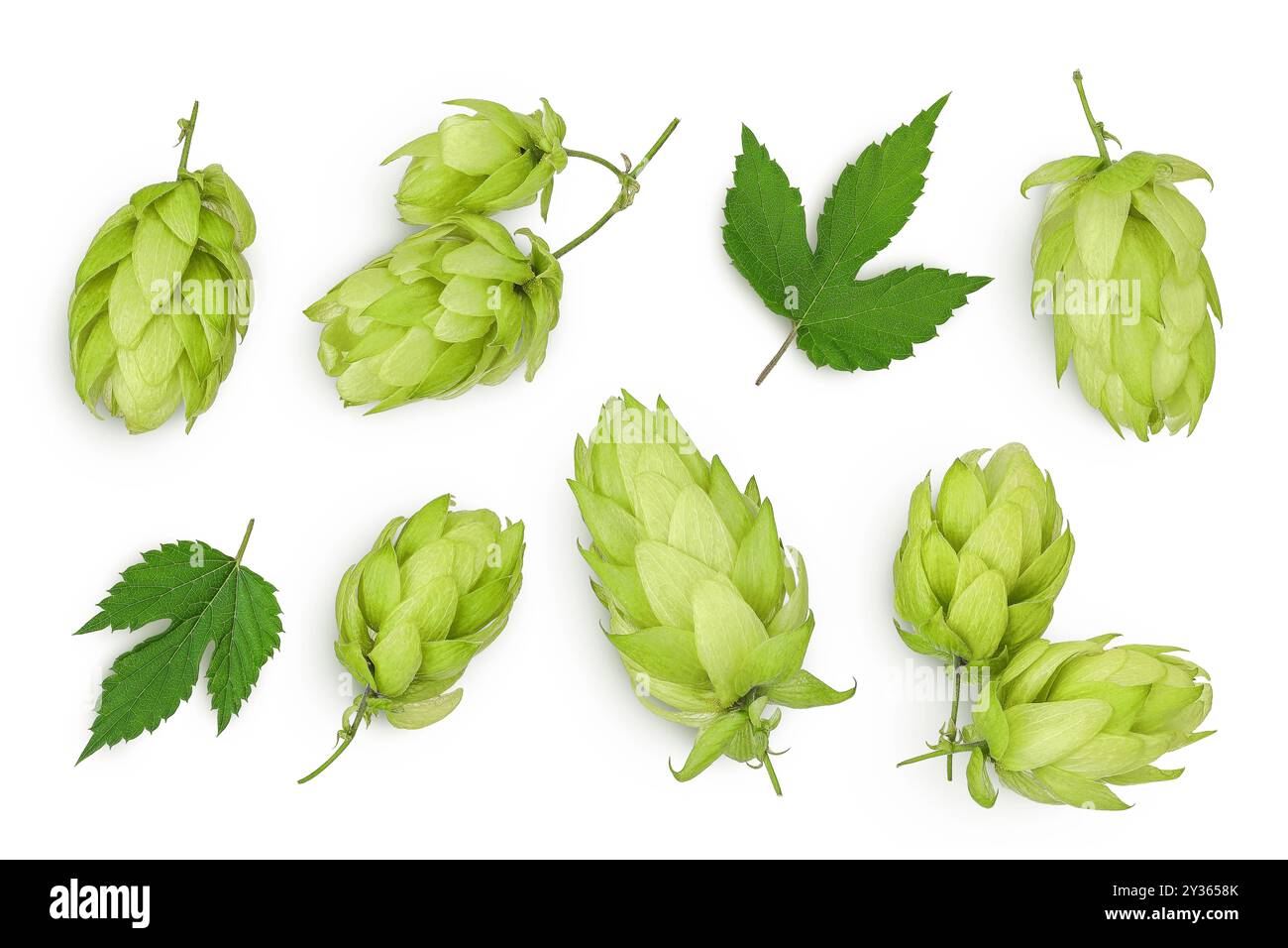 Hop cones isolated on white background. Beer brewing ingredients. op ...