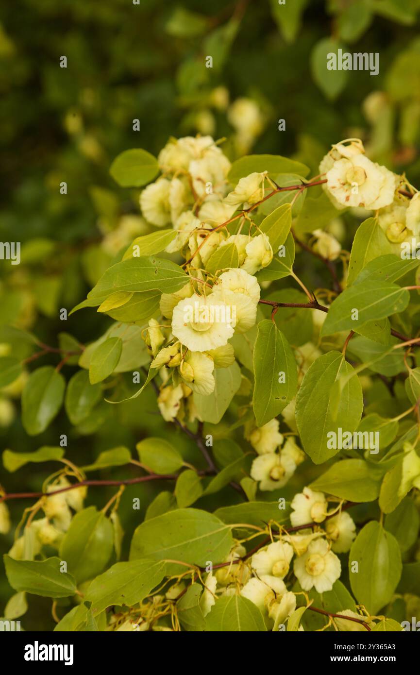 Flora of Spain - Paliurus spina-christi, Jerusalem thorn, September ...