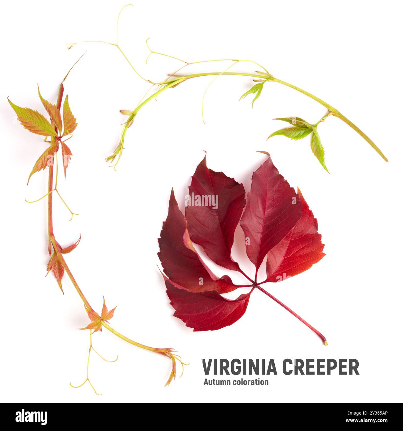 Bright autumn Virginia creeper leaves isolated on white Stock Photo - Alamy