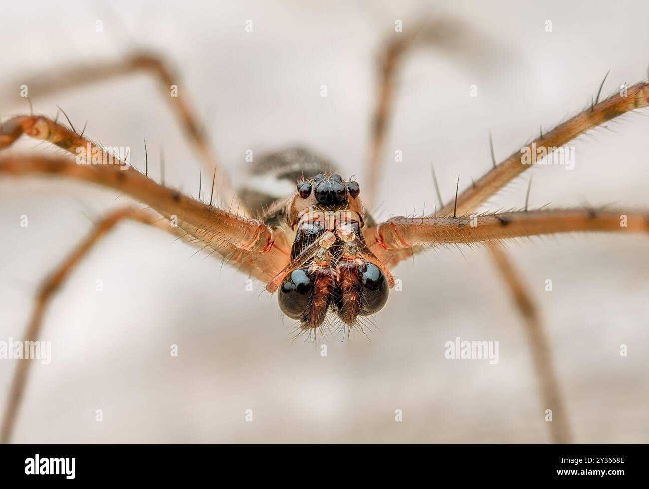 Closeup long jaws spider on the deried banana leaf Stock Photo - Alamy
