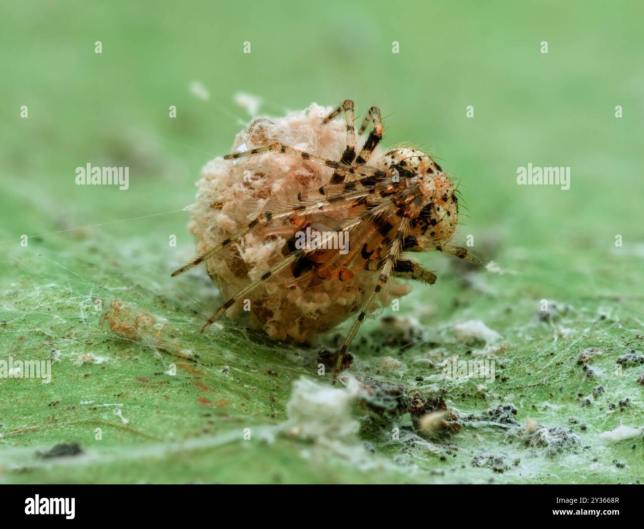 A spider is guarding its ball shaped egg Stock Photo - Alamy