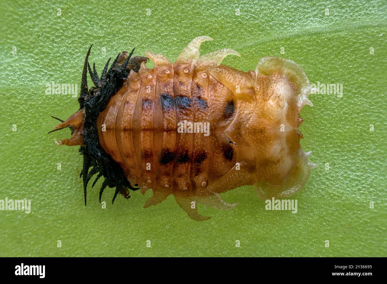 Tortoise beetle larvae starting to became a nymph seen from the top ...