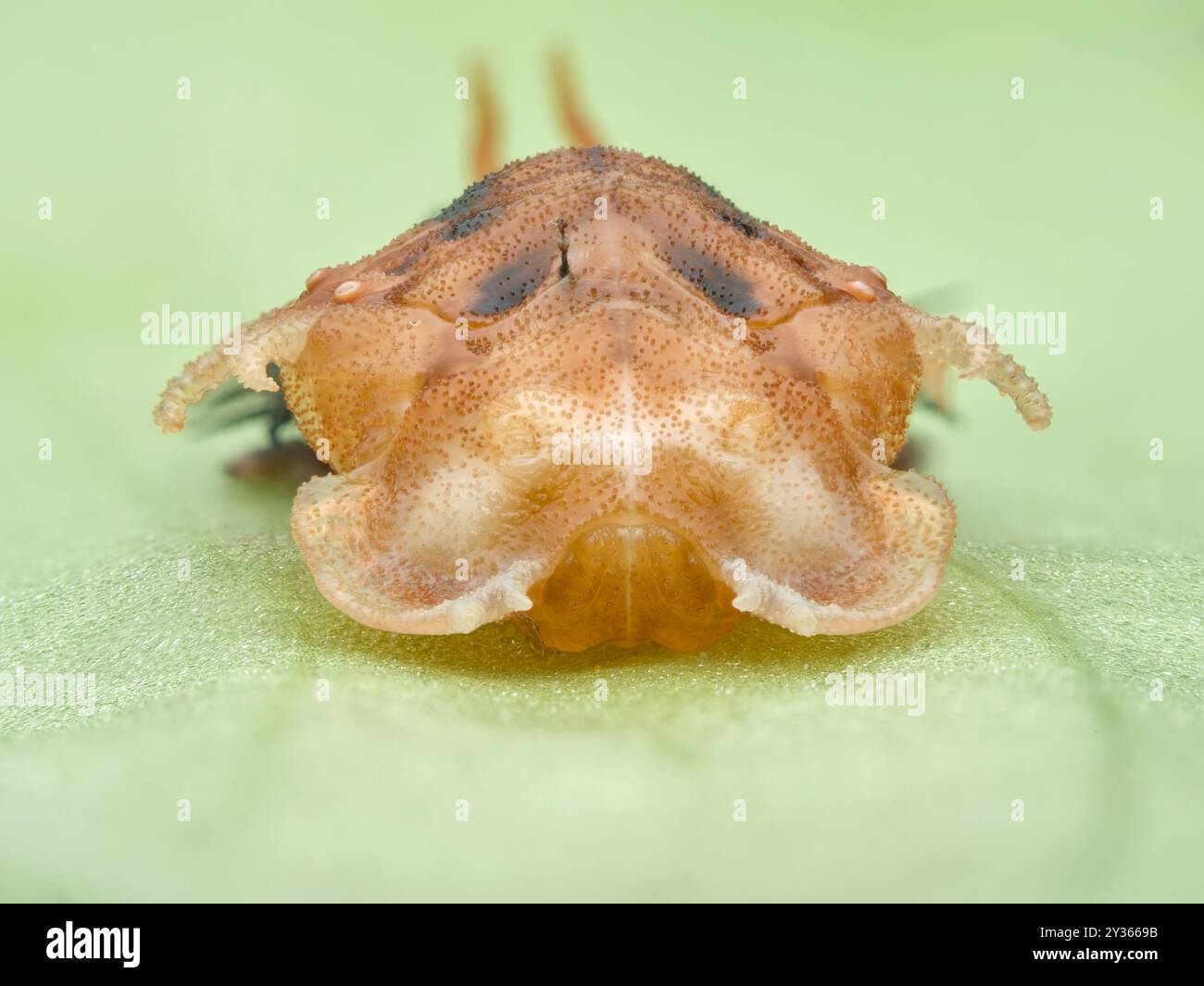 Tortoise beetle larvae starting to became a nymph seen from the front ...