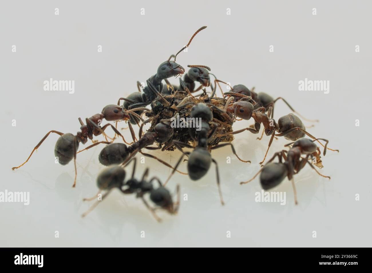 Black garden ants colony is eating gecko pup in a crowd Stock Photo - Alamy