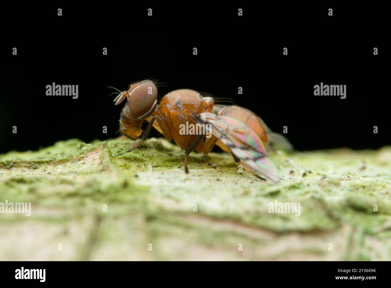 Branch signal hi-res stock photography and images - Alamy