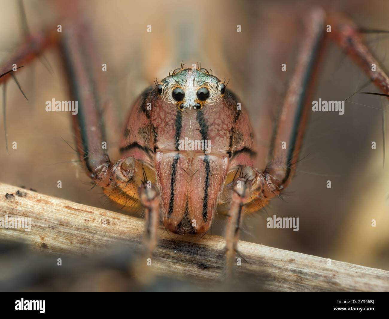 Closeup lynx spider lost his front legs on the ground Stock Photo - Alamy
