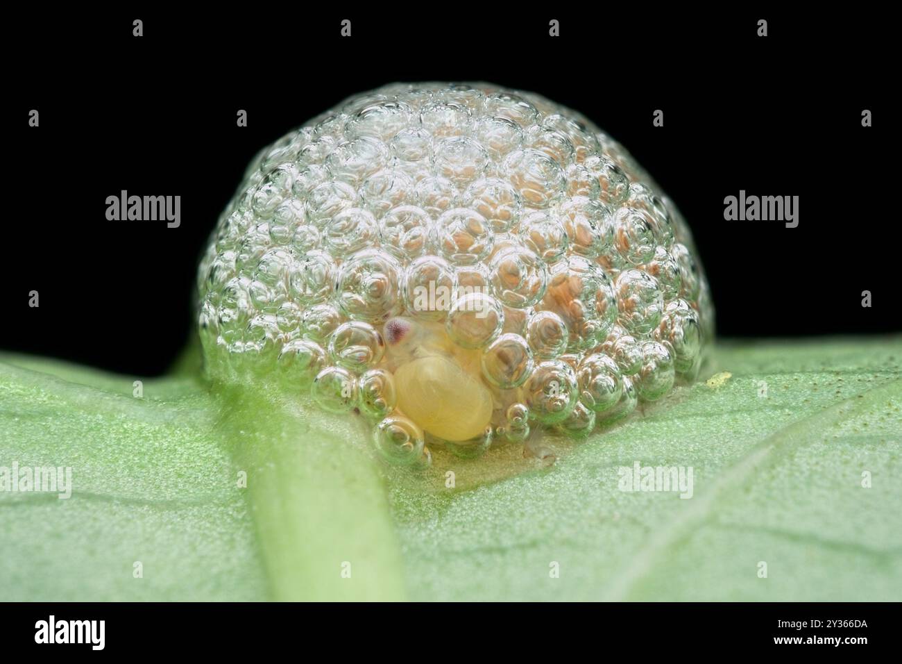 Nest nymph hi-res stock photography and images - Alamy