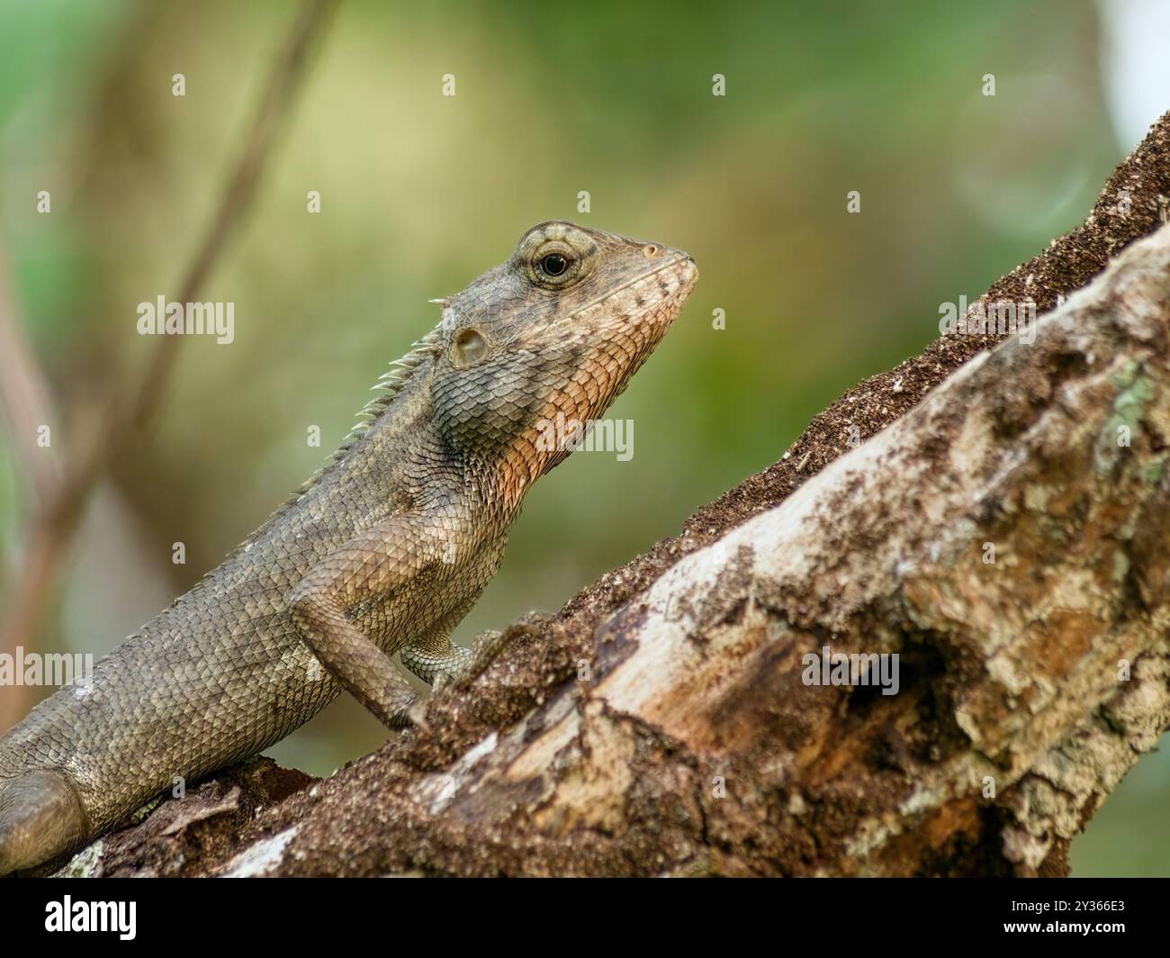 Asian Gecko on a parasitic tree branch Stock Photo - Alamy