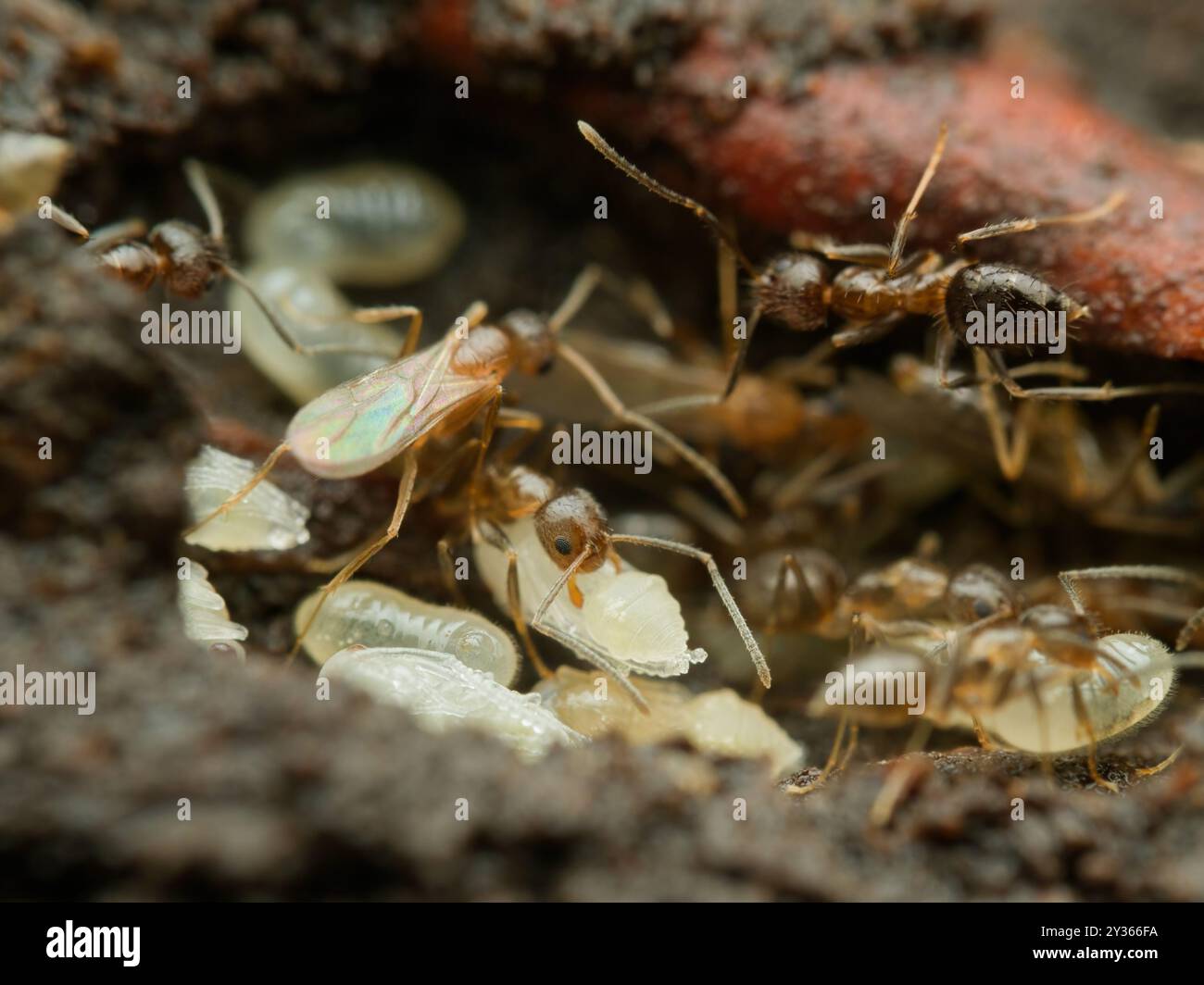Ants carrying larvae hi-res stock photography and images - Alamy