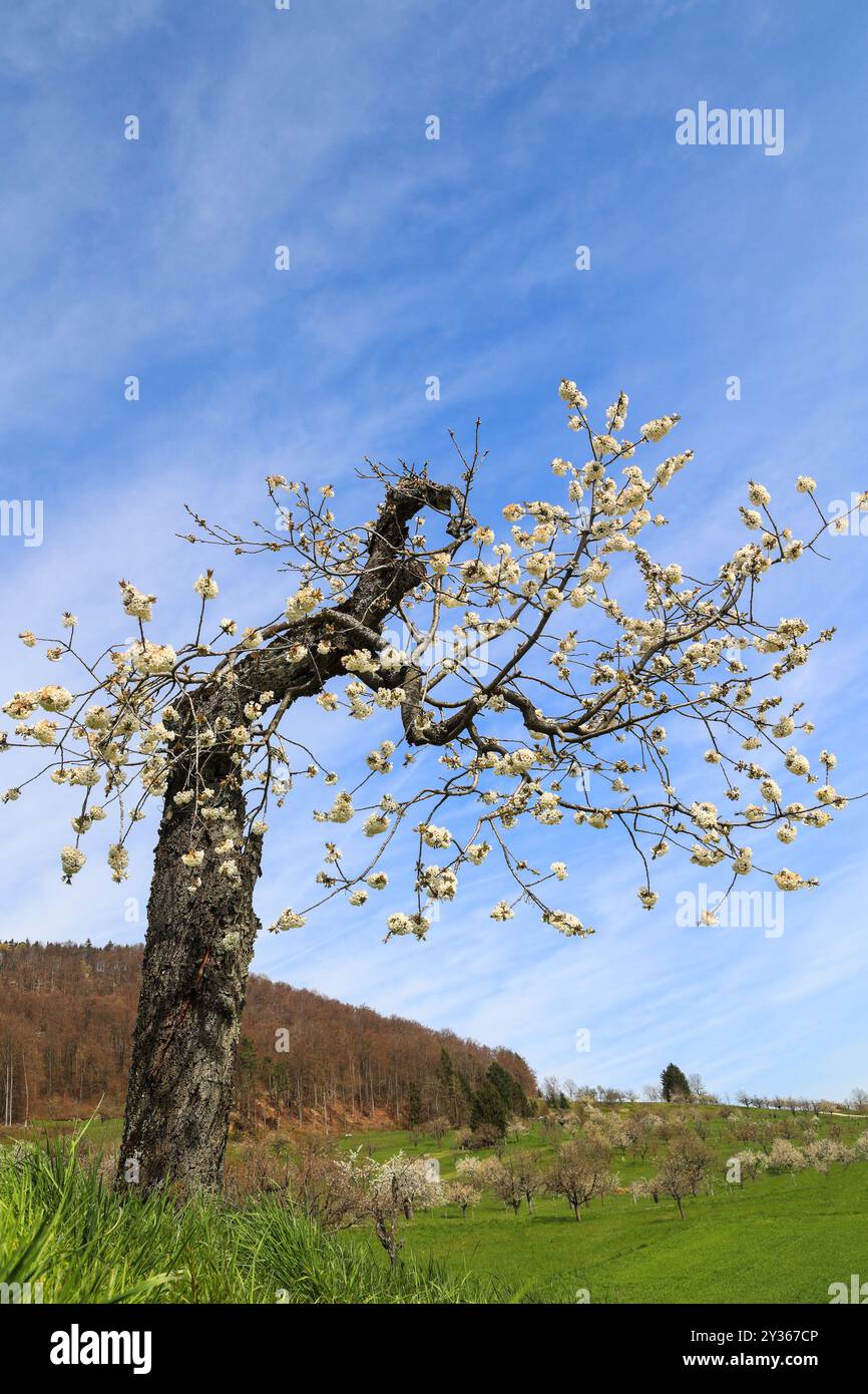 An old cherry tree is full of life in spring with many new blooming ...
