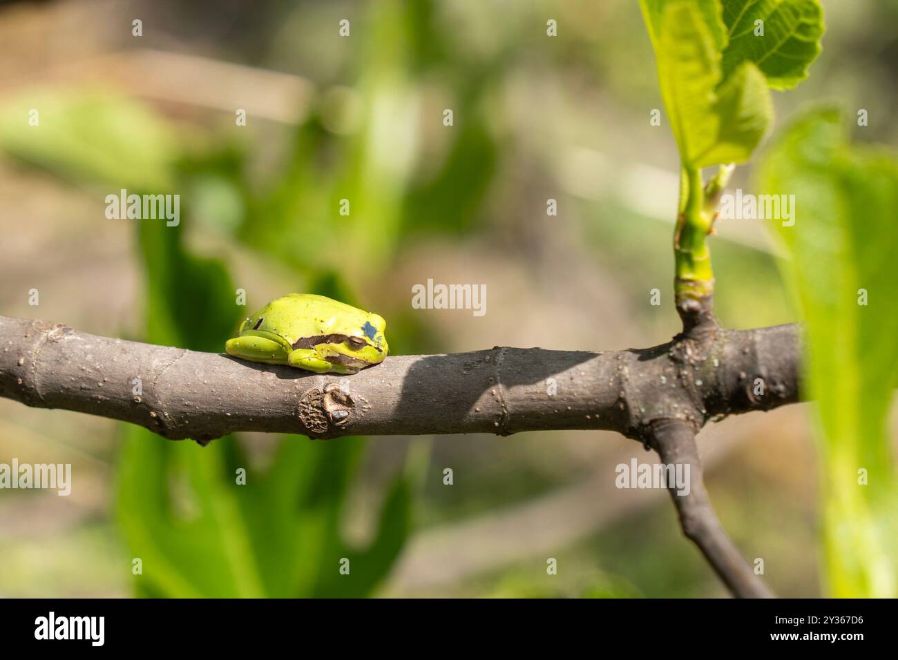 Green European tree frog (Hyla arborea) resting on a tree branch Stock ...