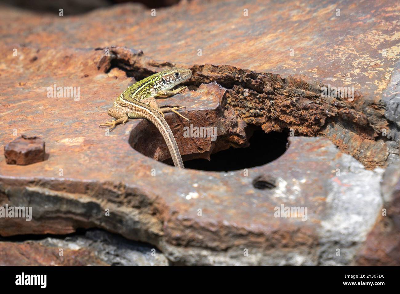 Balkan wall lizard (Podarcis tauricus) basks on a rusty metal surface ...