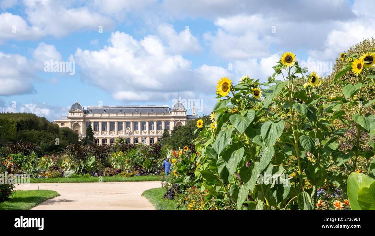 Paris, France, Landscape with Sunflowers blossoming and Grande galerie ...