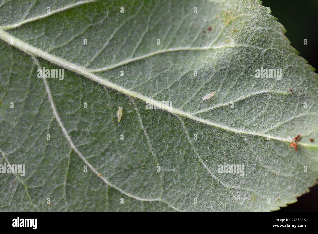 Larvae, nymphs of leafhoppers, Cicadellidae on the underside of apple ...