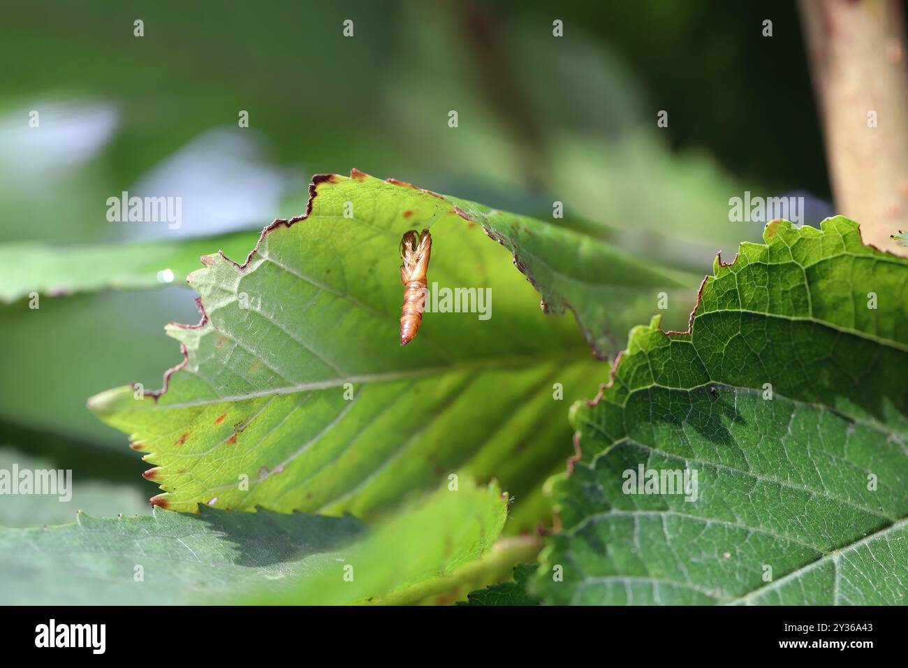 Ecdysis is the moulting fo moth, a butterfly among the leaves of cherry ...