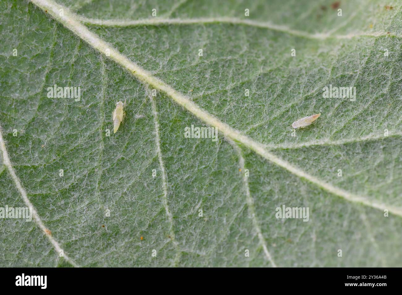 Larvae, nymphs of leafhoppers, Cicadellidae on the underside of apple ...