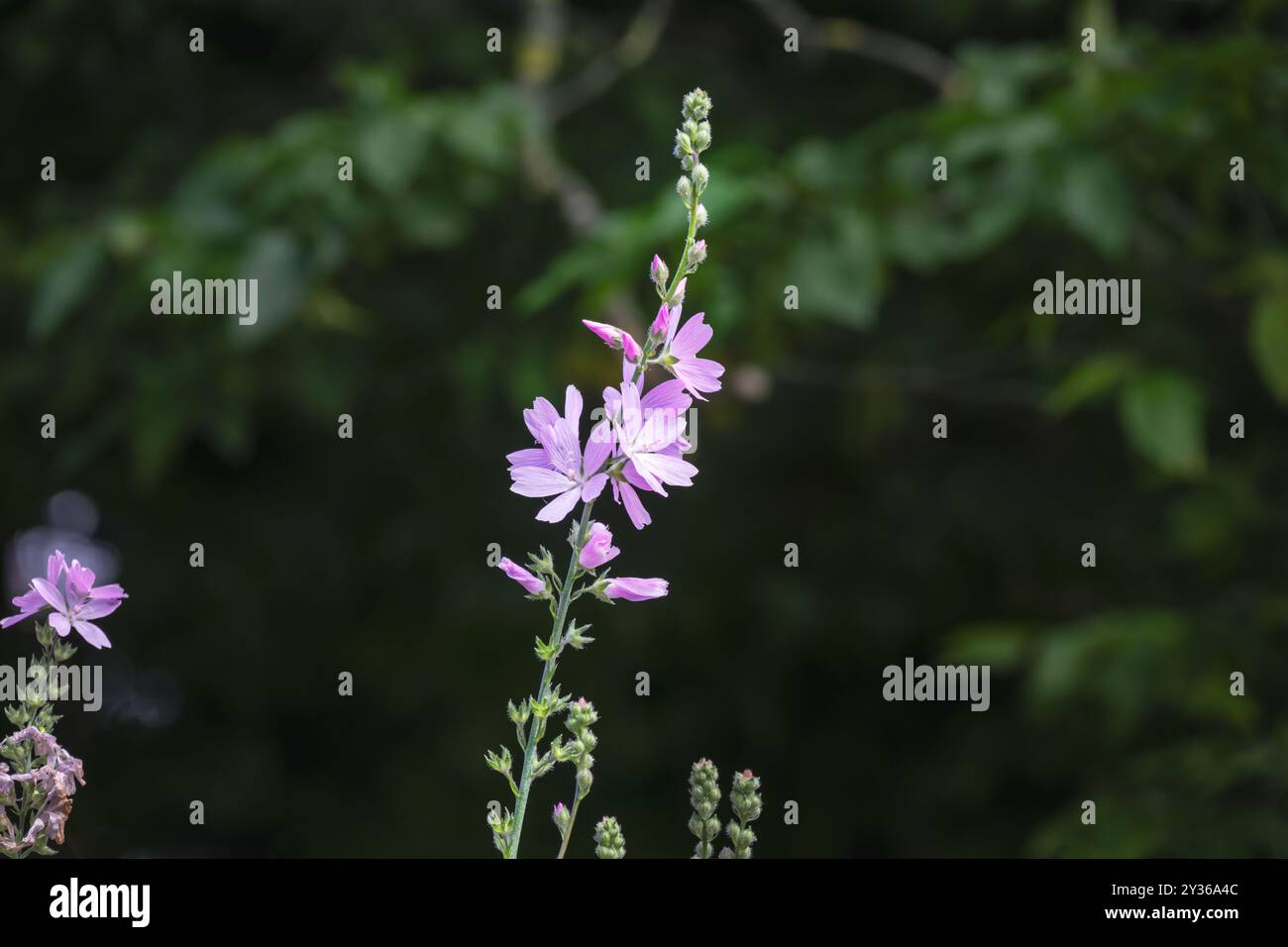 Meadow checker mallow hi-res stock photography and images - Alamy