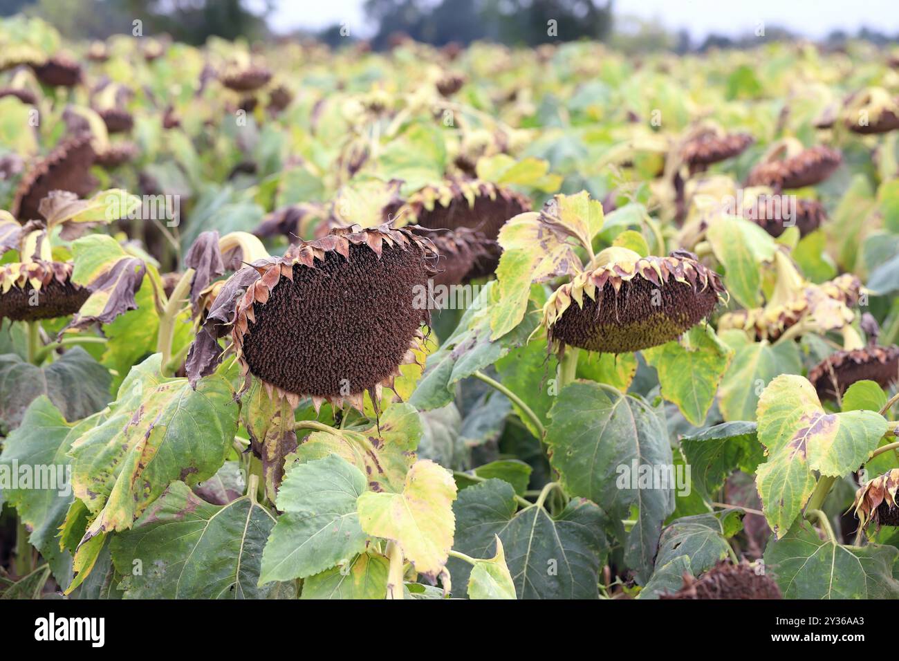 A cultivated field with sunflowers after the flowering stage and with ...