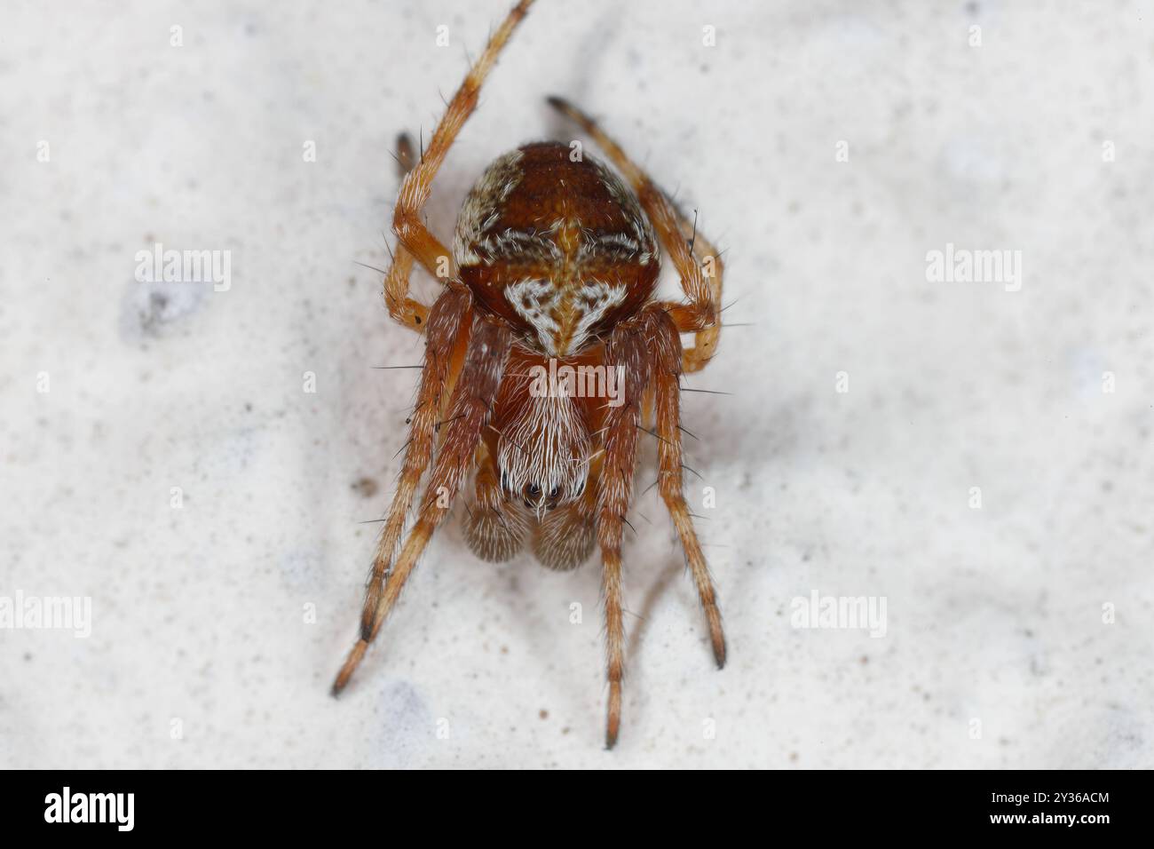 European Garden Spider, Diadem or Cross Spider, Araneus sp., Araneidae ...