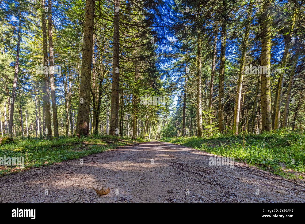 Panoramic picture along a forest path through a dense green forest in ...