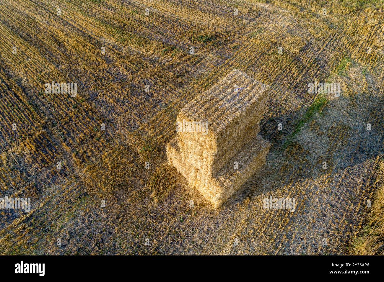 alpacas of wheat straw in a mowed field, aerial view with drone ...