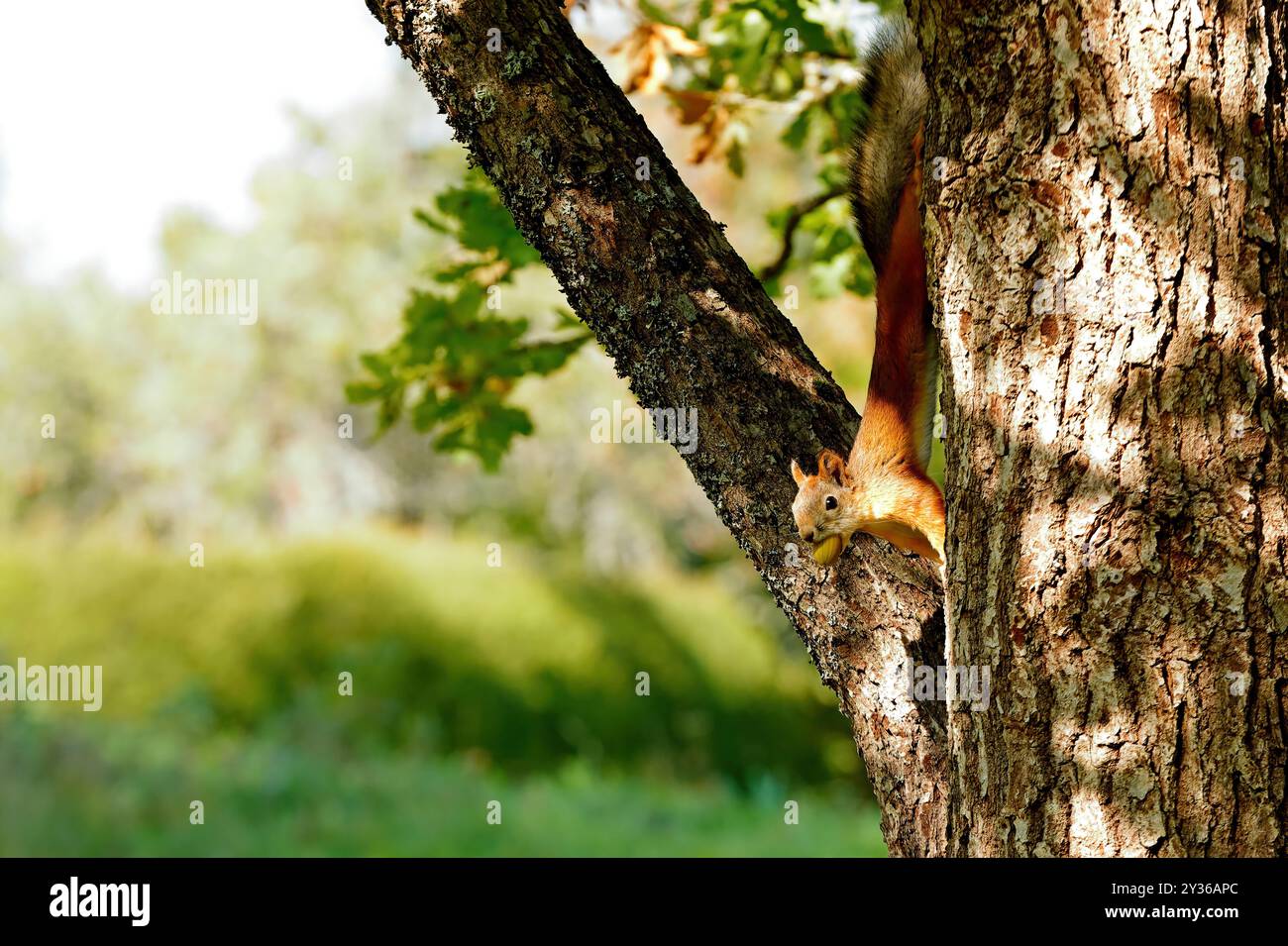 A squirrel coming down from an oak tree with acorn in its mouth Stock ...