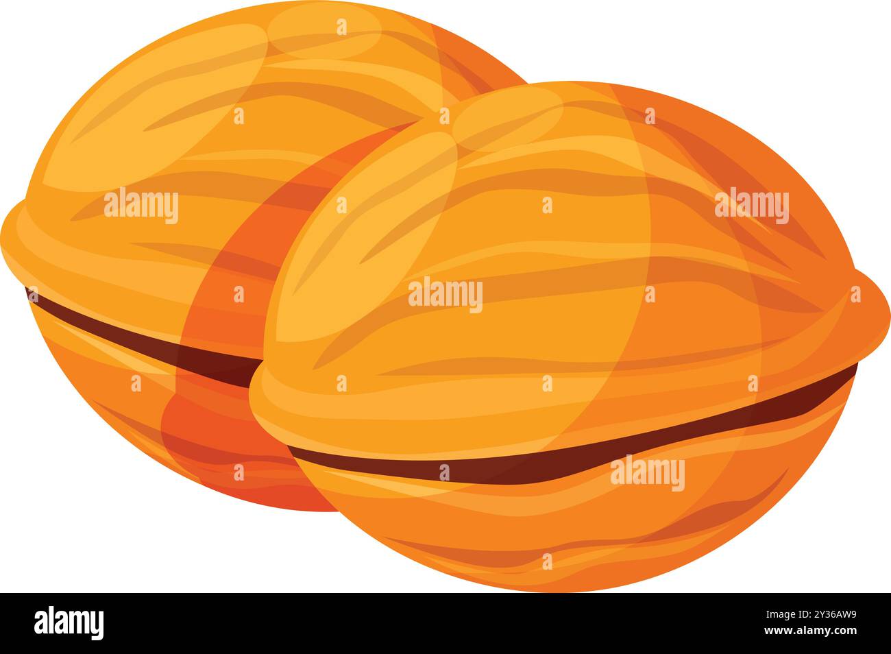 Two walnuts in shell Stock Vector Images - Alamy