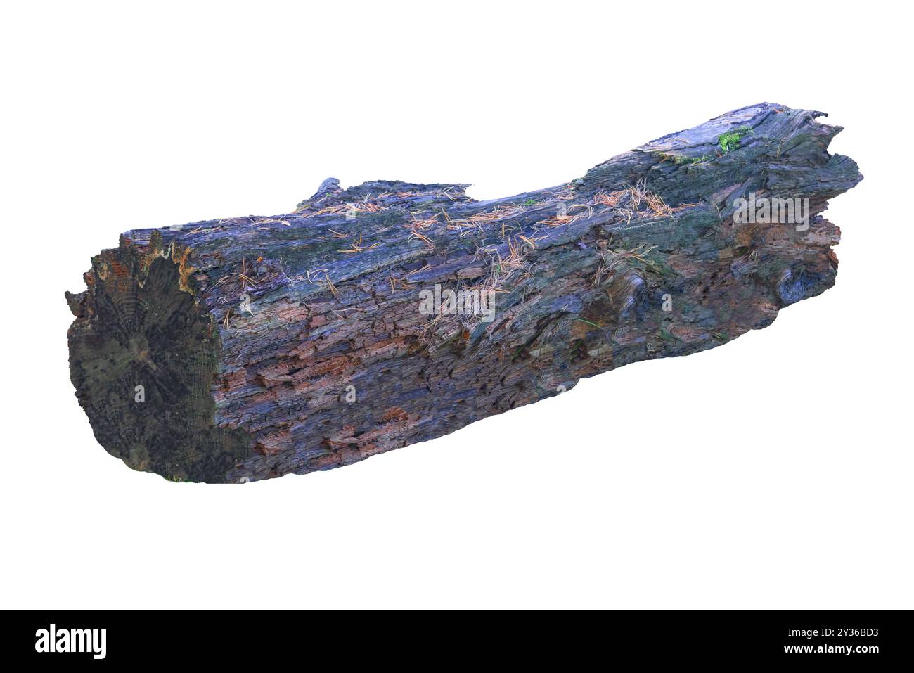 Rotten wood closeup Cut Out Stock Images & Pictures - Alamy