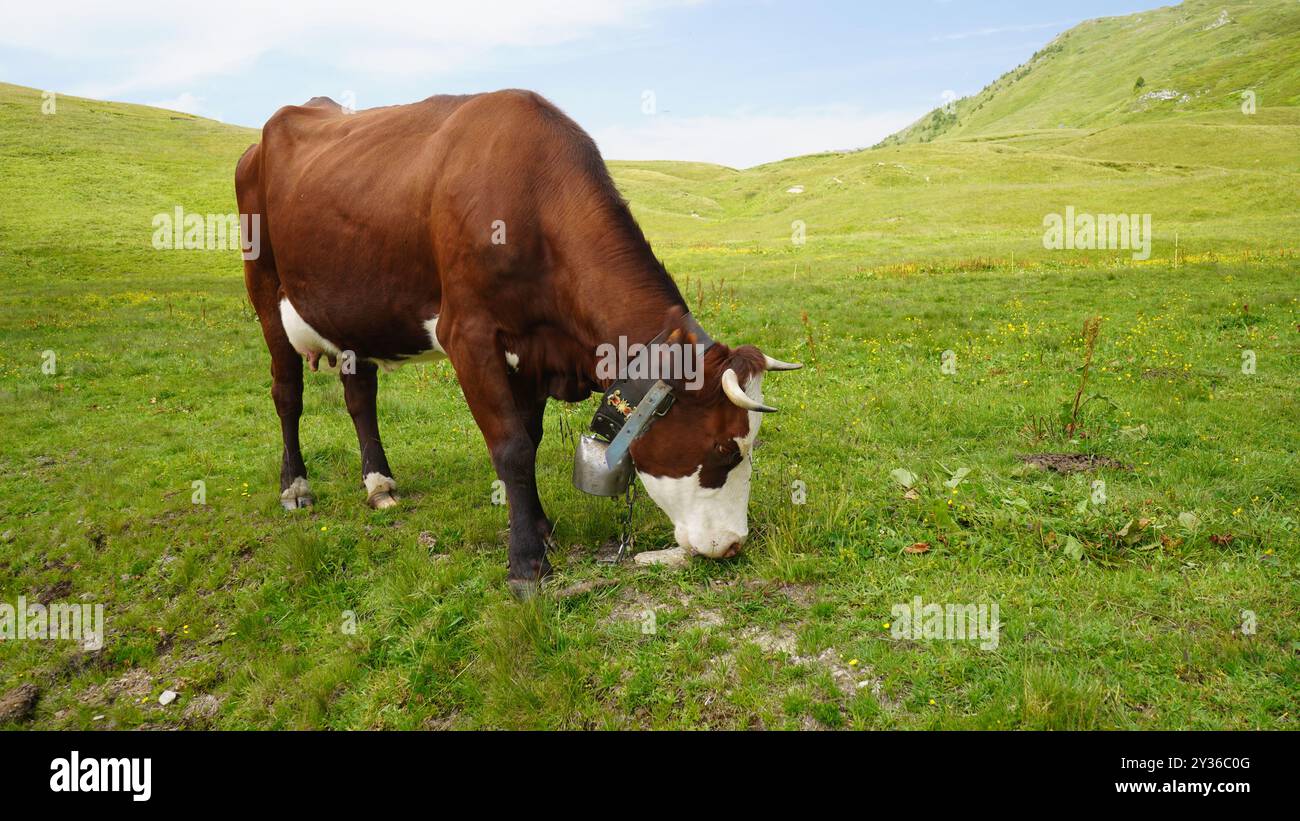 Swiss rural charm hi-res stock photography and images - Alamy