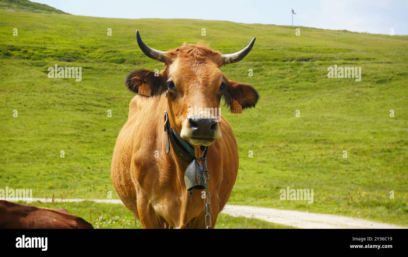 Alps cows bells hi-res stock photography and images - Alamy