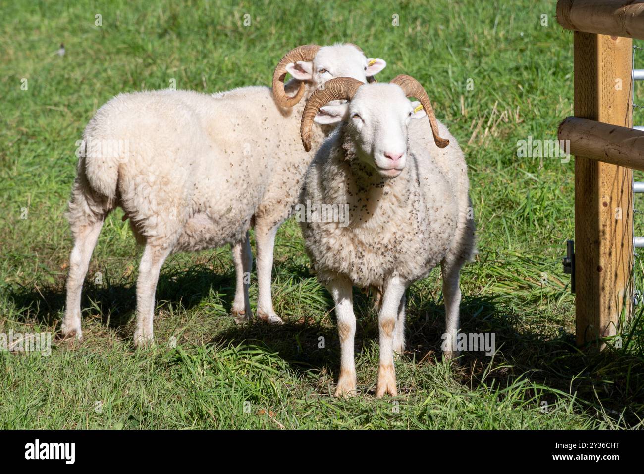 Whitefaced woodland sheep, rare sheep breed, covered in clingy agrimony ...