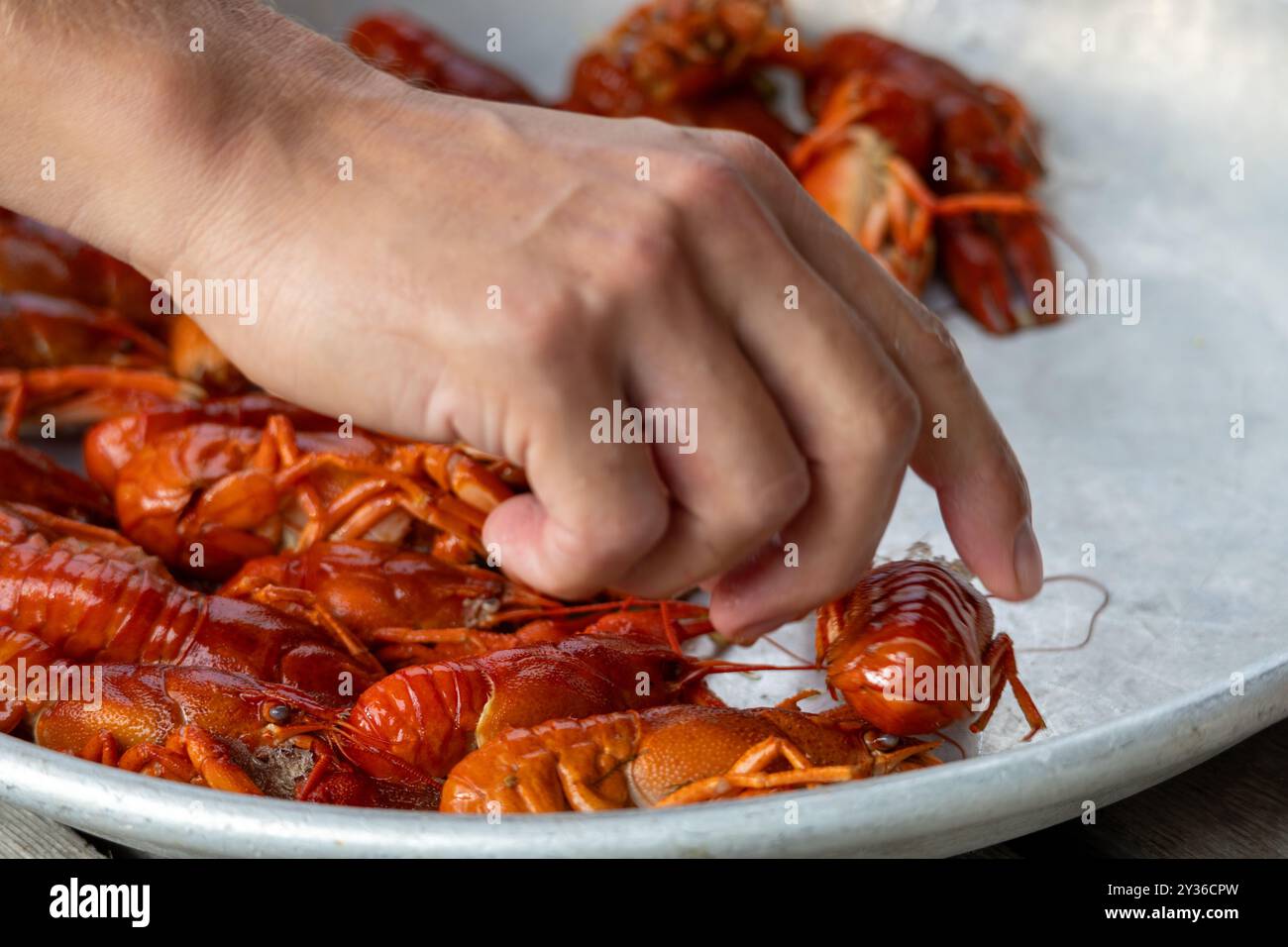 A close-up of a hand picking up a cooked crawfish from a platter filled ...