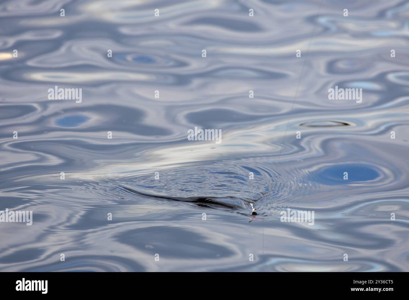A fishing bobber in a reflective body of water, creating ripples on the ...