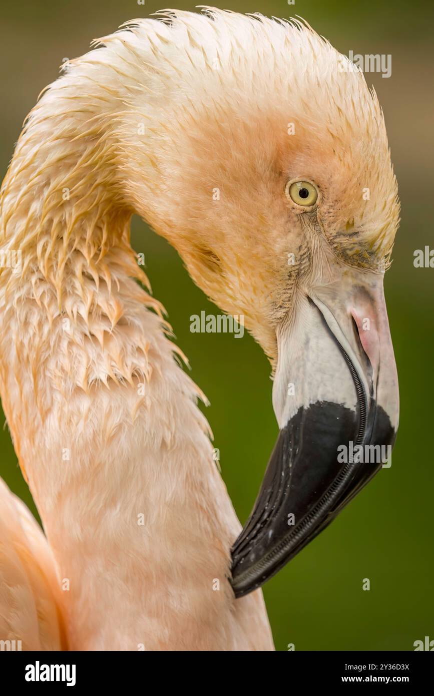 Flamingo close up head shot Stock Photo - Alamy