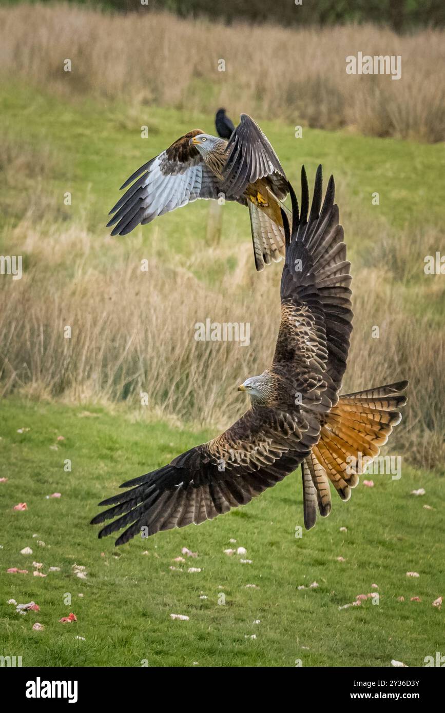 Swooping kite hi-res stock photography and images - Alamy