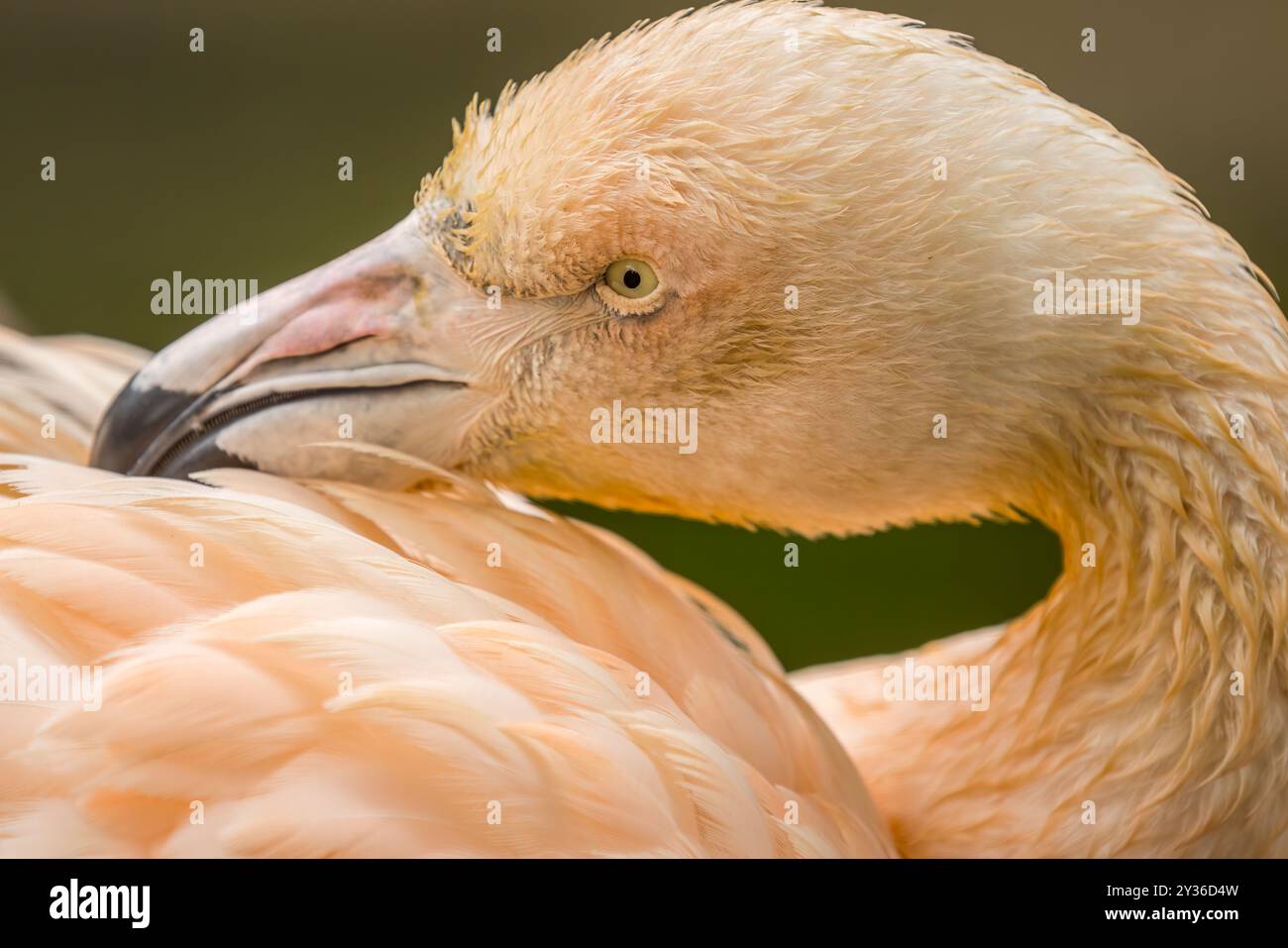 Flamingo close up graphic hi-res stock photography and images - Alamy