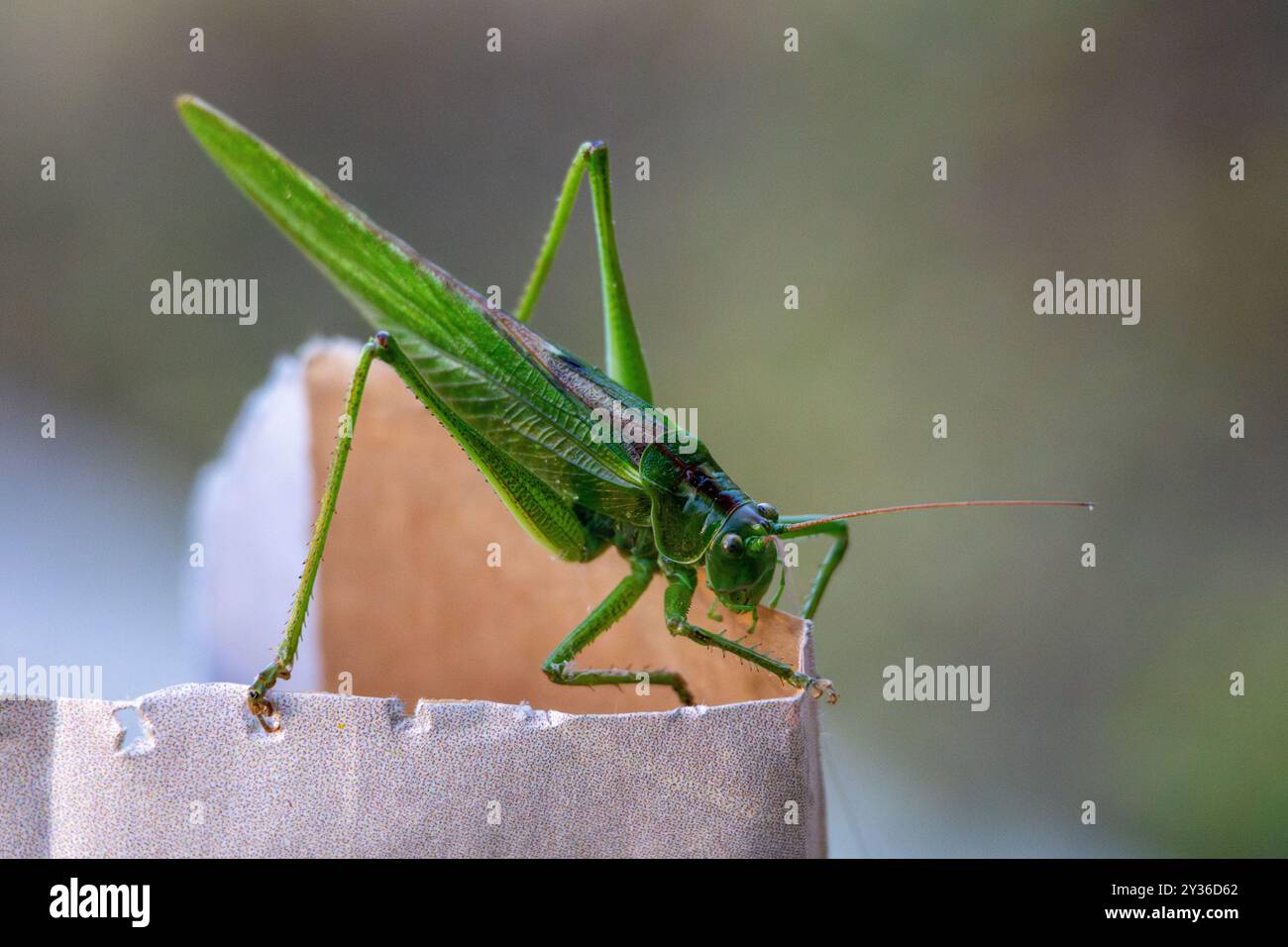 A close-up of a green grasshopper perched on the edge of a cardboard ...