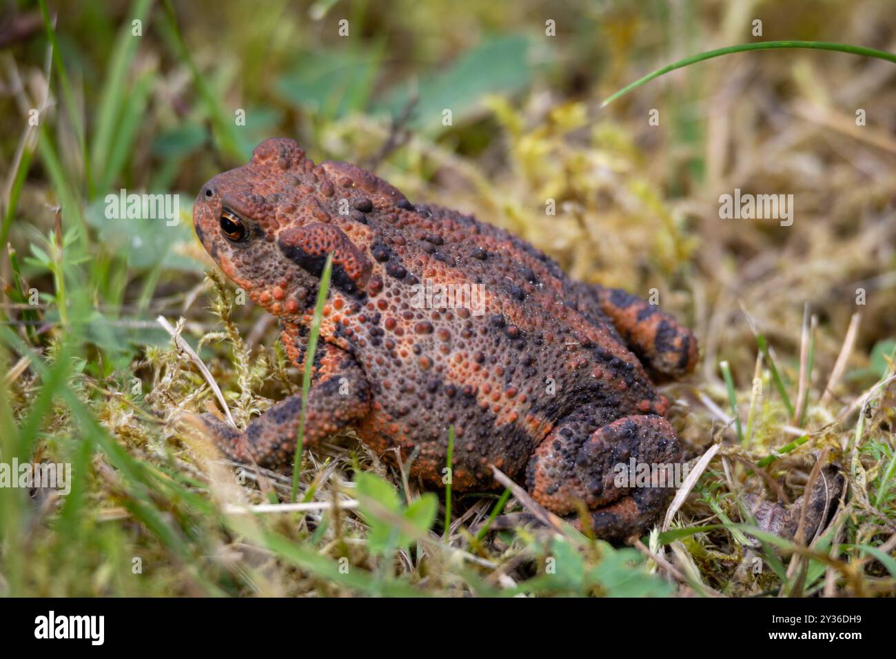 A close-up of a textured brown toad sitting on mossy ground, surrounded ...