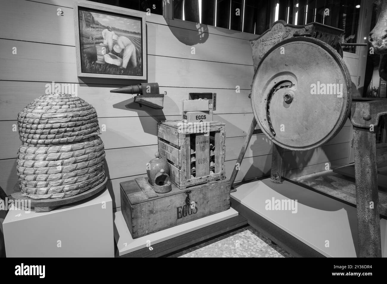 Glastonbury.Somerset.United Kingdom.March 24th 2024.An antique turnip ...