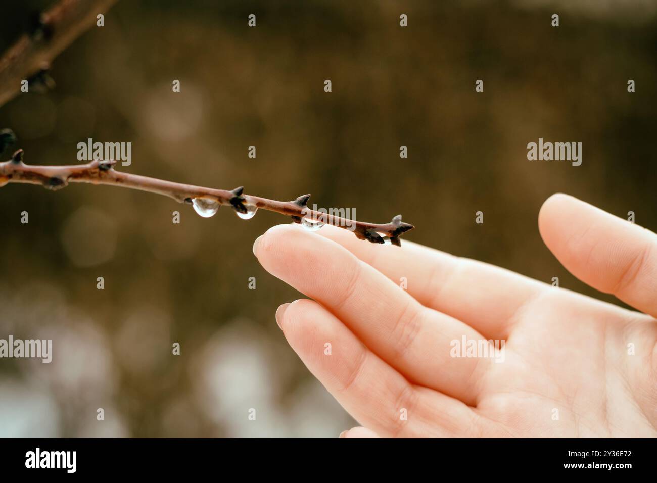 Female hand gently touches a drop of dew on a tree branch after a rain ...