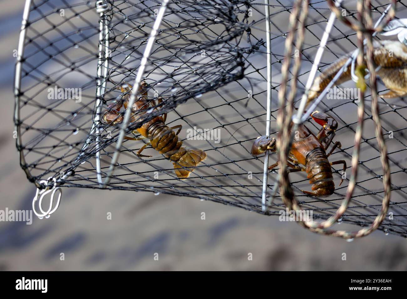 A close-up view of a crayfish trap with two crayfish caught inside. The ...