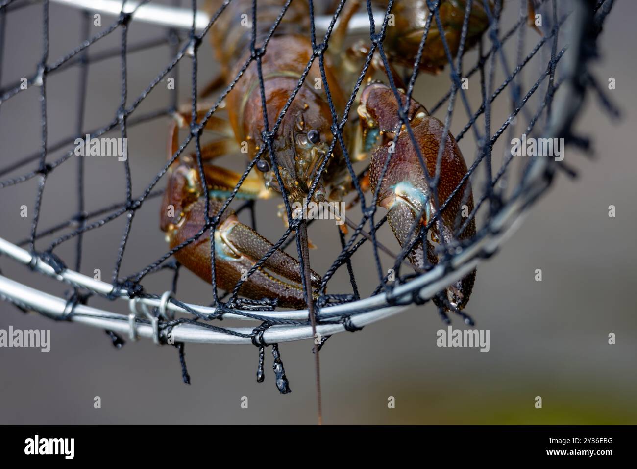 A close-up of a crayfish caught in a fishing net, showcasing its claws ...